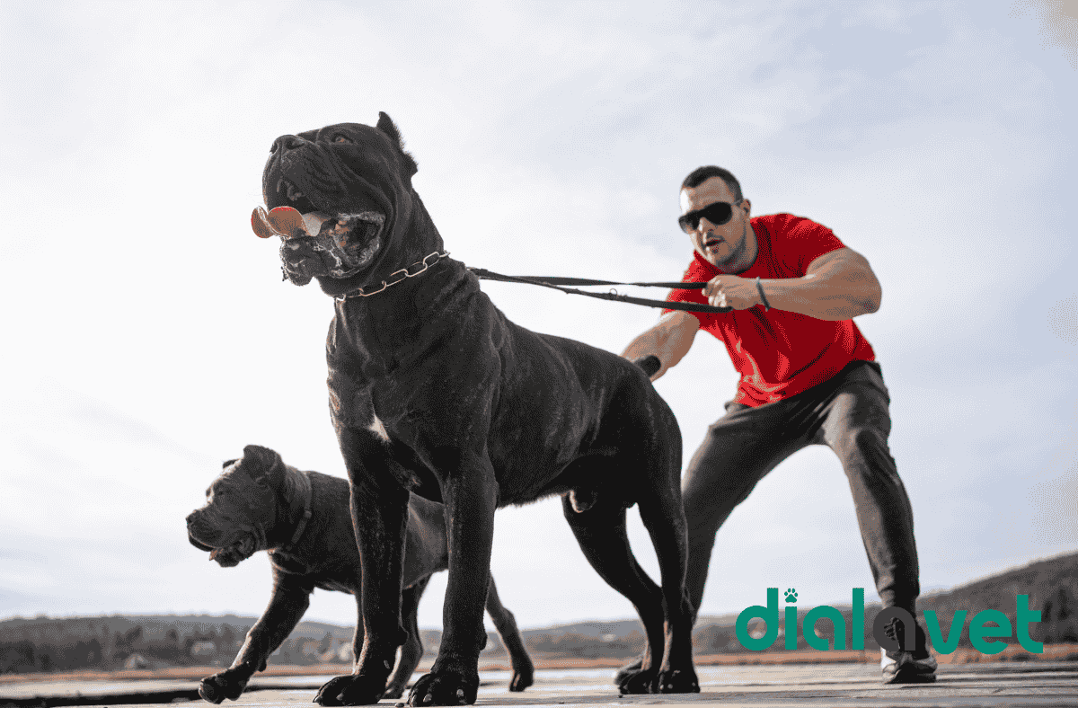 What is the Strongest Dog Breed? Top 10 Ranked